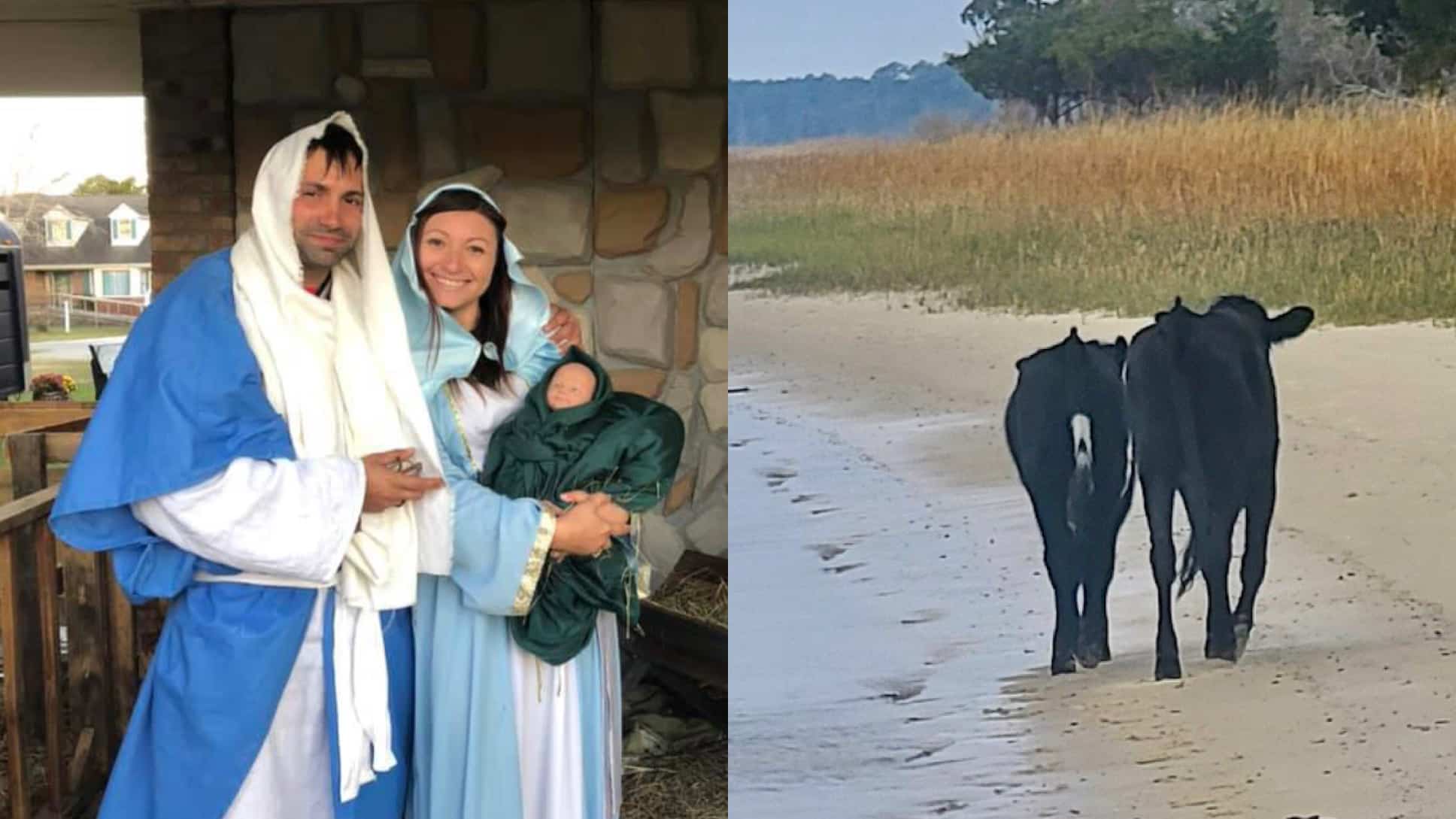 Not-So-Silent Night: Cows Rescued After Fleeing Church Nativity Pageant